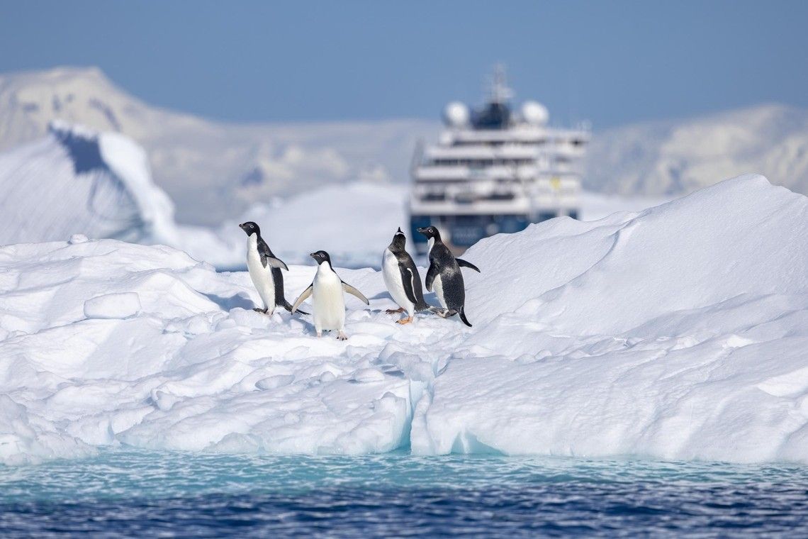 Penguinarten, auf die Sie bei Ihrer Antarktisreise achten sollten ...