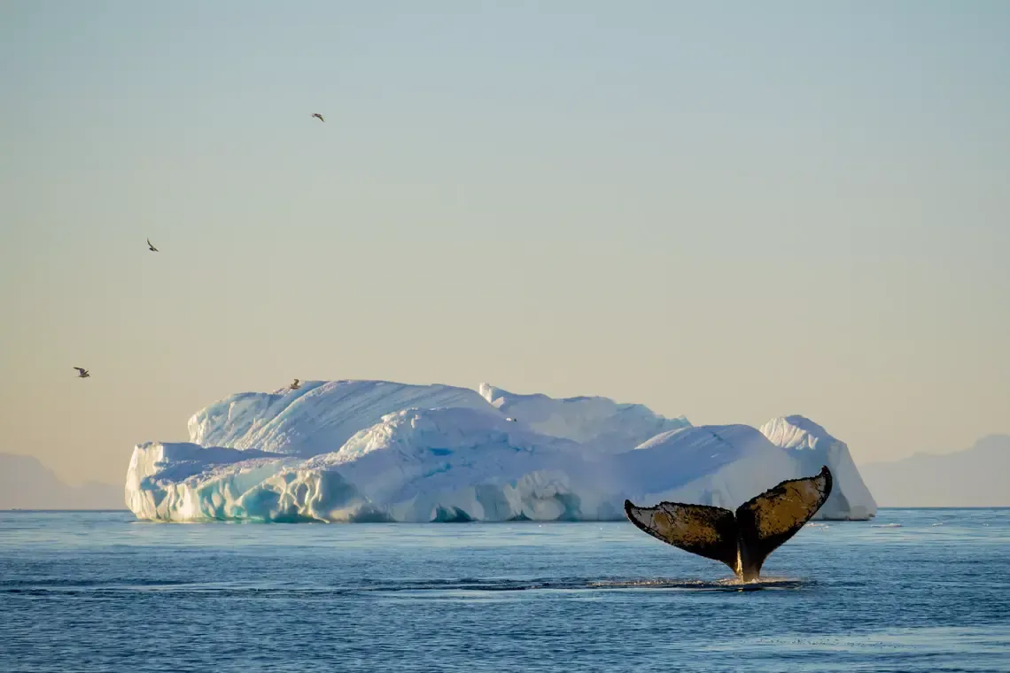 Why we should work to protect the Antarctic environment - Swan Hellenic ...