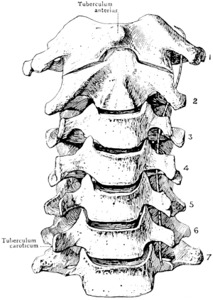 Křížové obratle - anatomie, prvky a funkce křížové kosti