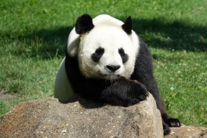 Panda velká: Vlastnosti, stanoviště a ochrana vzácných druhů medvědů