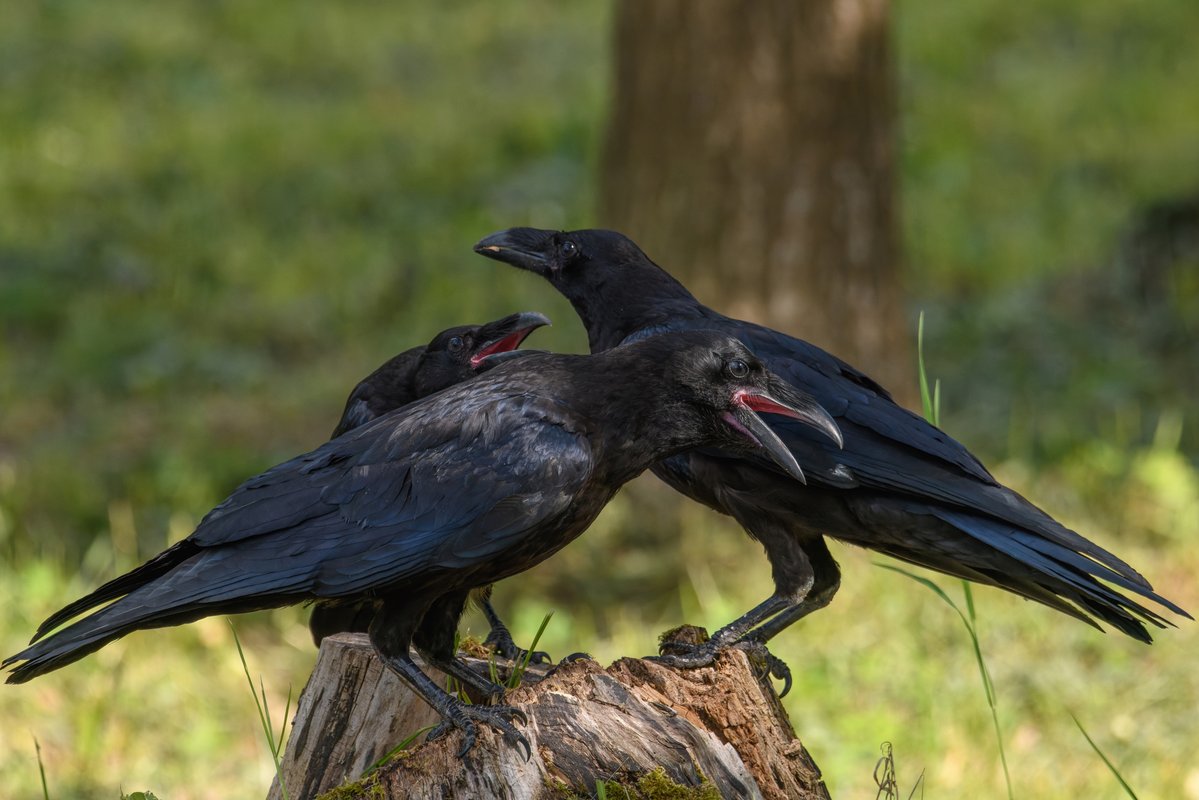 Гатчинские воронята — Фото №1452667